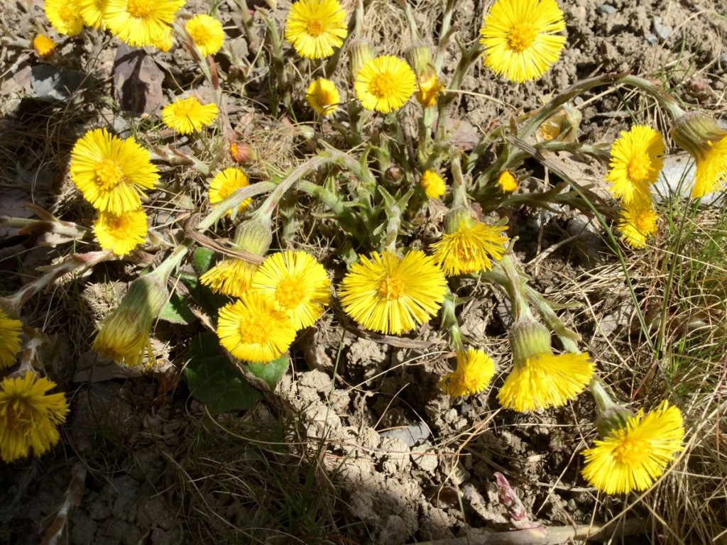 Tussilago